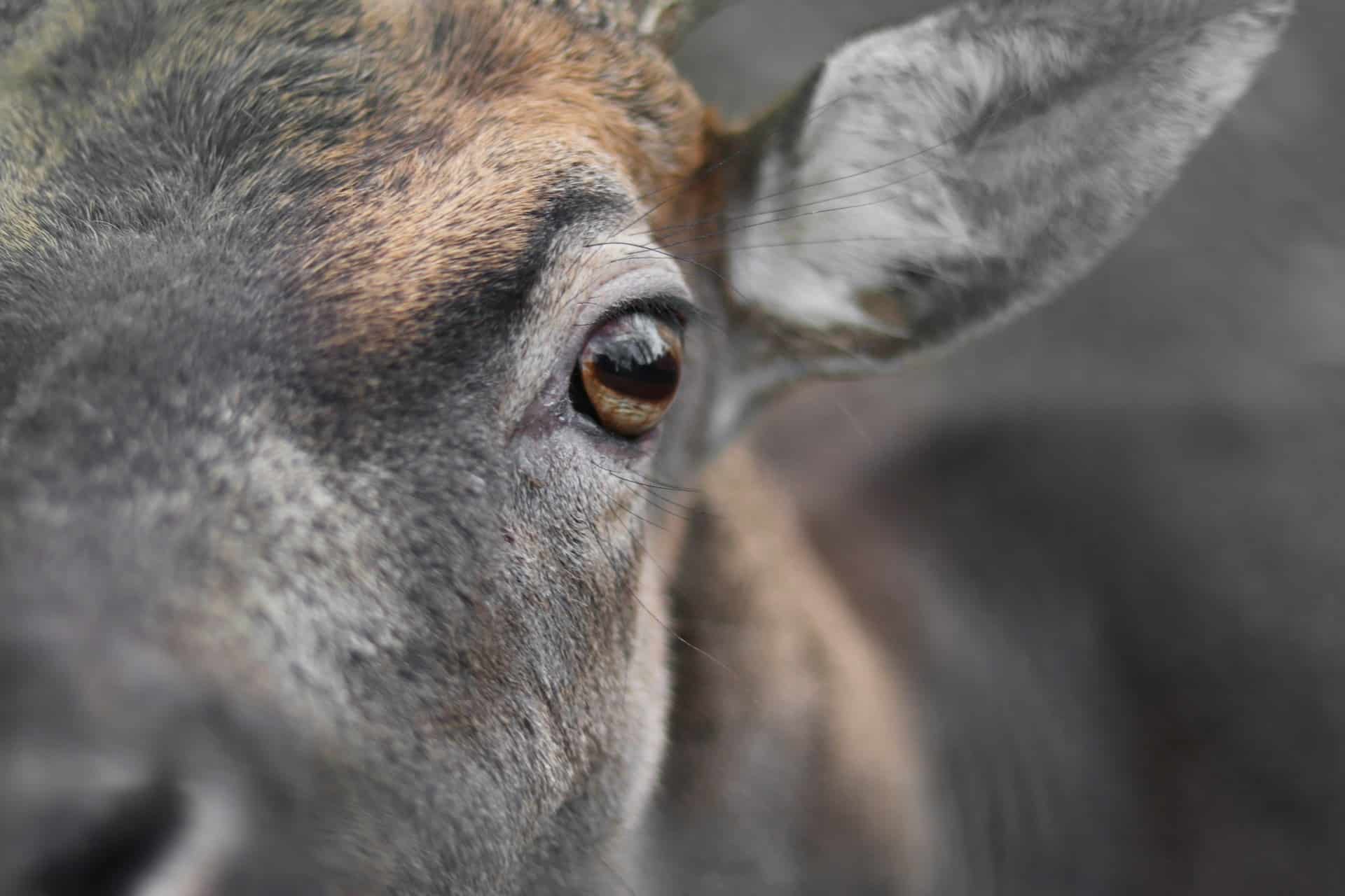 Do Animals Have Souls?