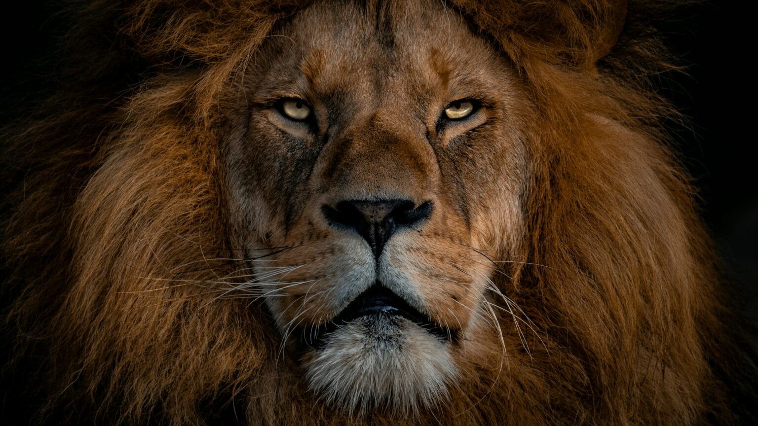 Summary of Daniel: Understanding the Basics of Daniel in the Bible